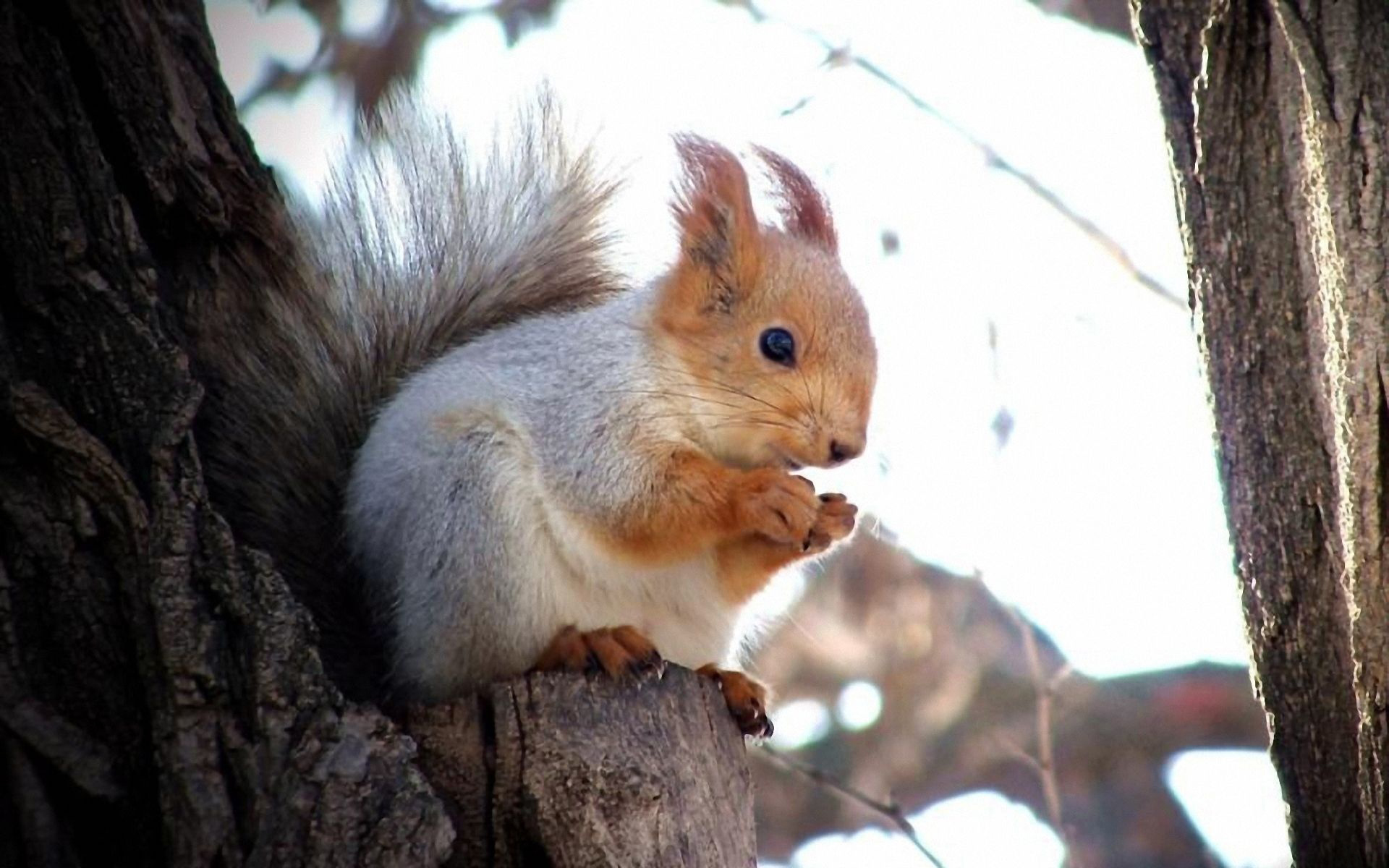 Animals Squirrel Wallpapers Hd