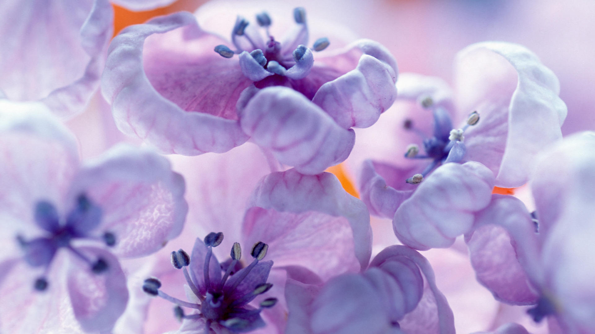 Download Nature Flower HD Wallpaper