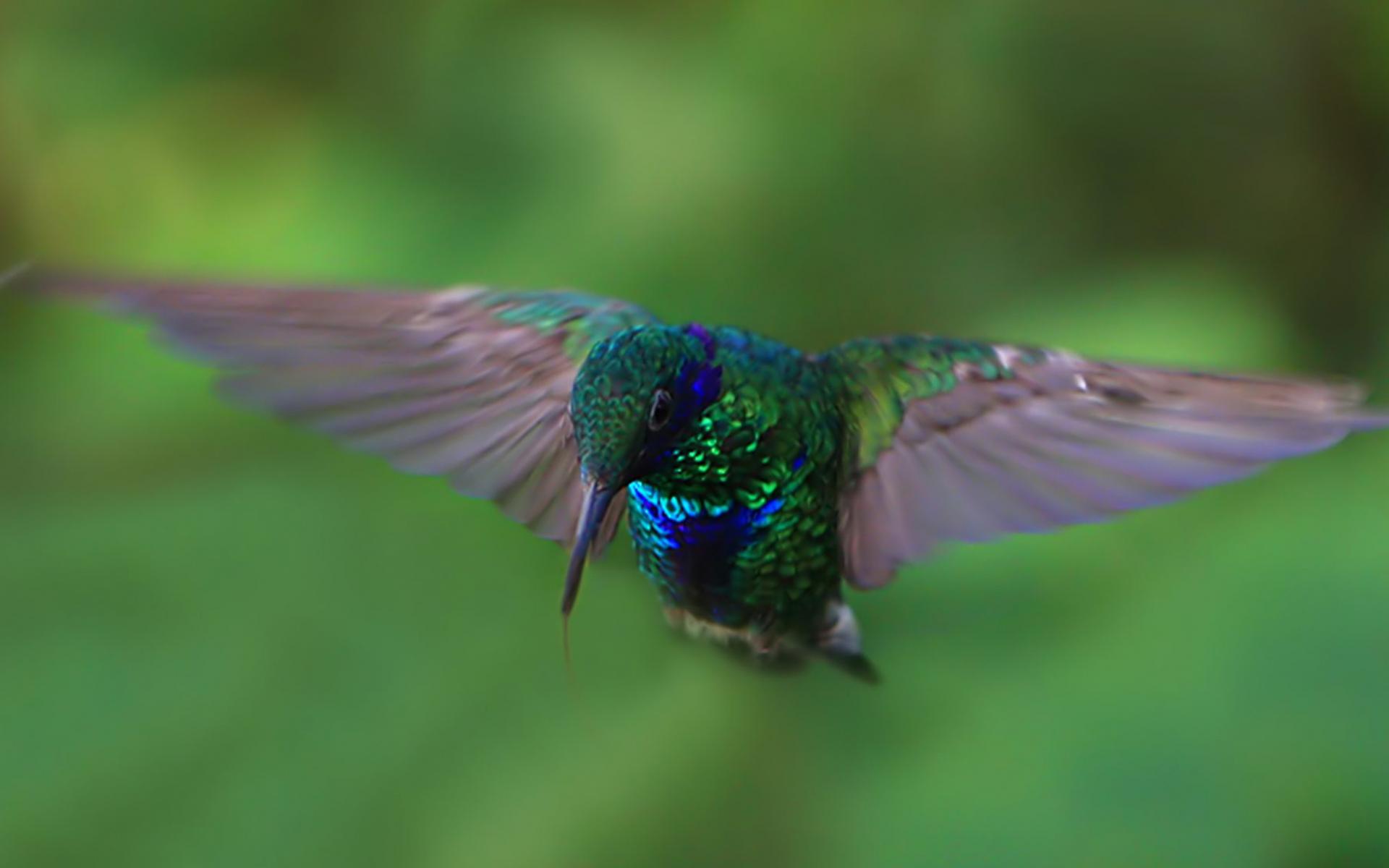 Hd Hummingbirds Image