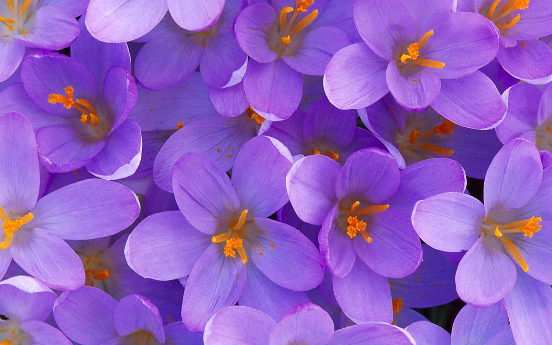 Violet Crocus HD Wallpaper — Nature's Bloom