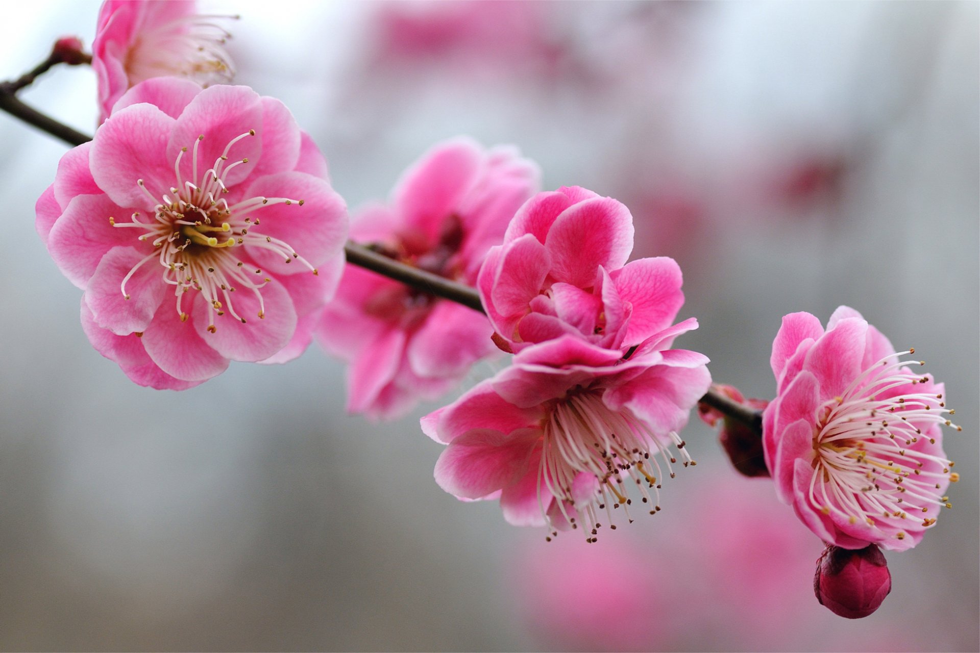 Download Nature Blossom HD Wallpaper