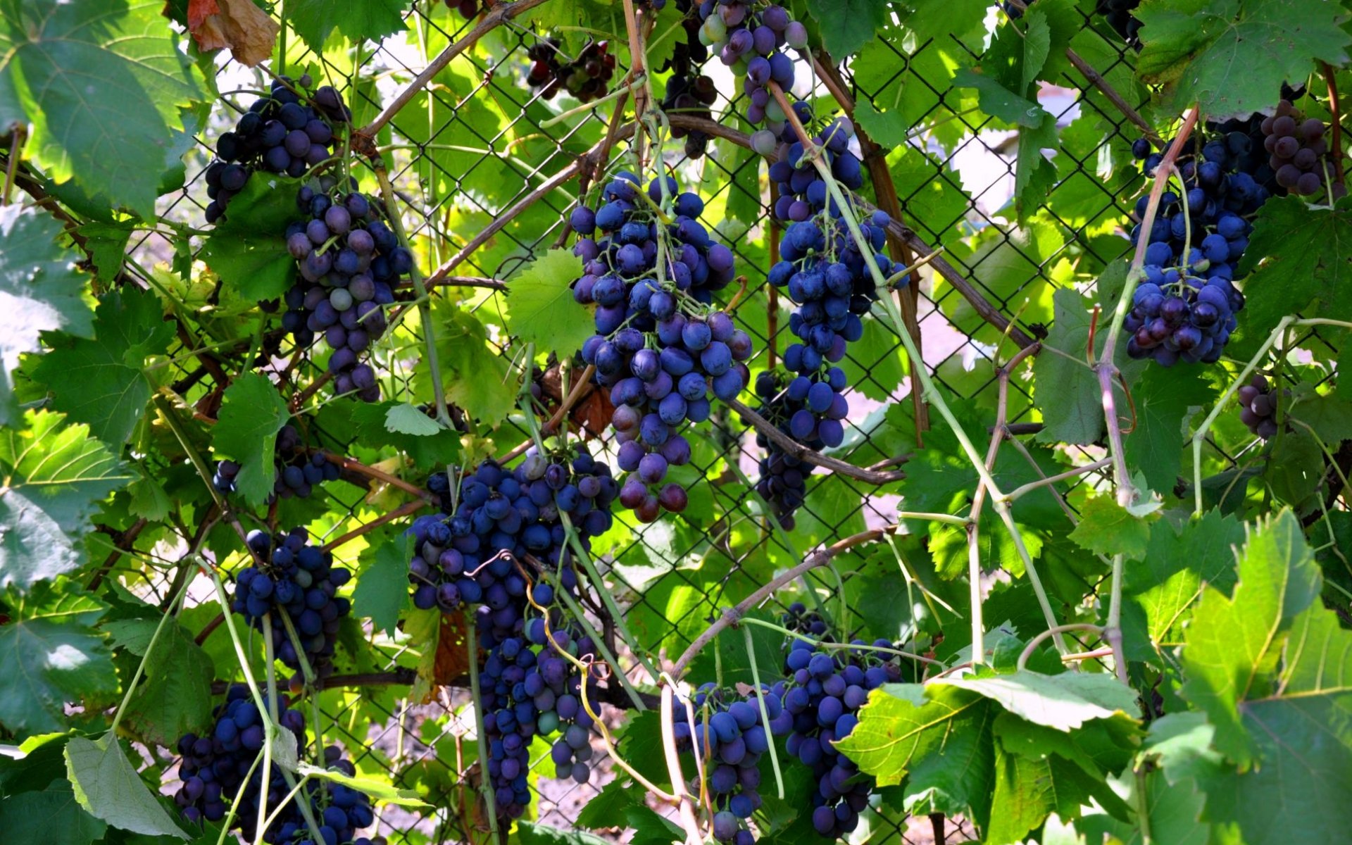Vibrant Grapes in Nature – HD Food Wallpaper