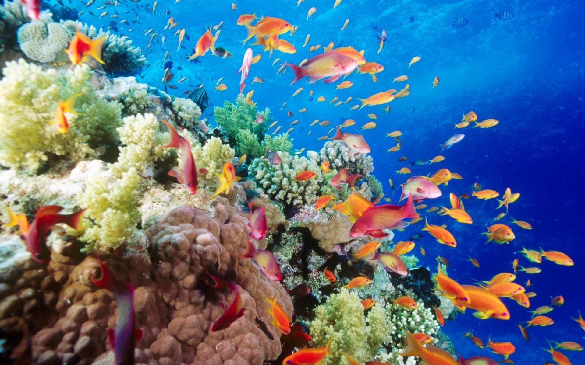 Coral Reef Ballet | Underwater Kaleidoscope | Neon Tropical Fish ...
