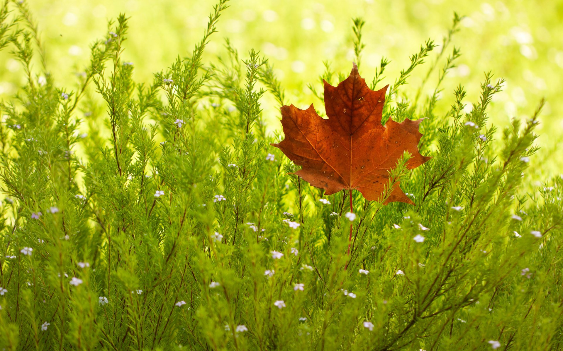 Download Nature Leaf HD Wallpaper | 2560x1600 | Wallpaper Abyss