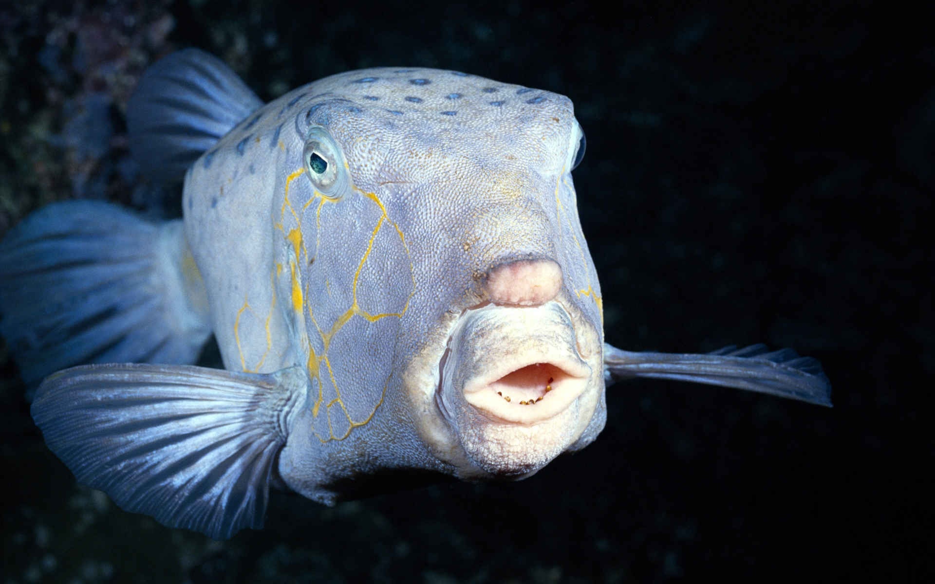 Download Animal Fish HD Wallpaper