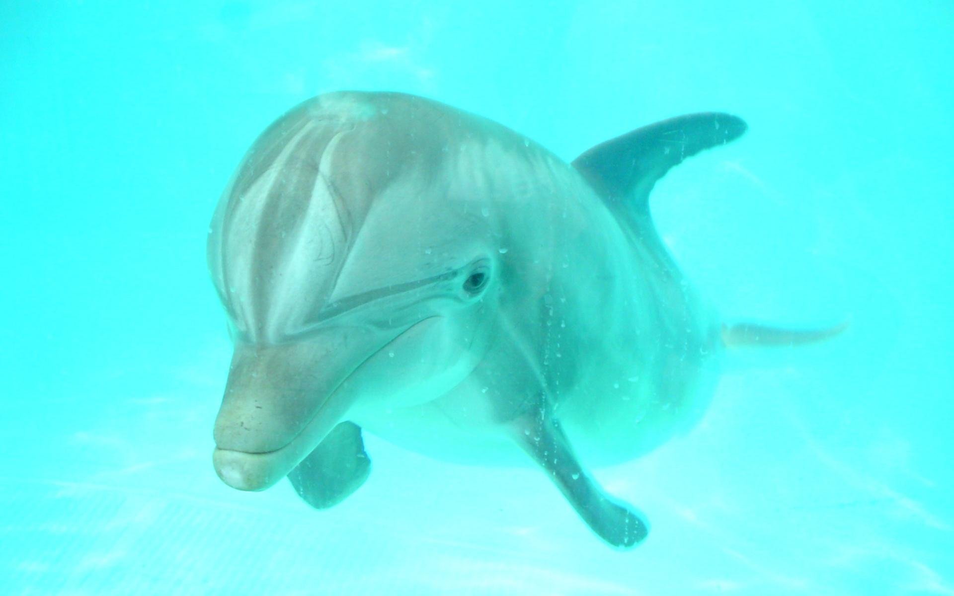 HD Dolphin Delight: Underwater Serenity Wallpaper