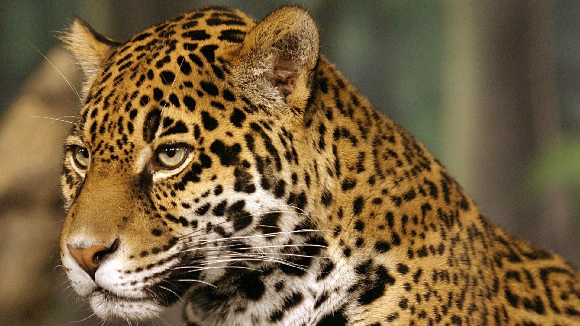Download Animal Leopard HD Wallpaper | 1920x1080 | Wallpaper Abyss