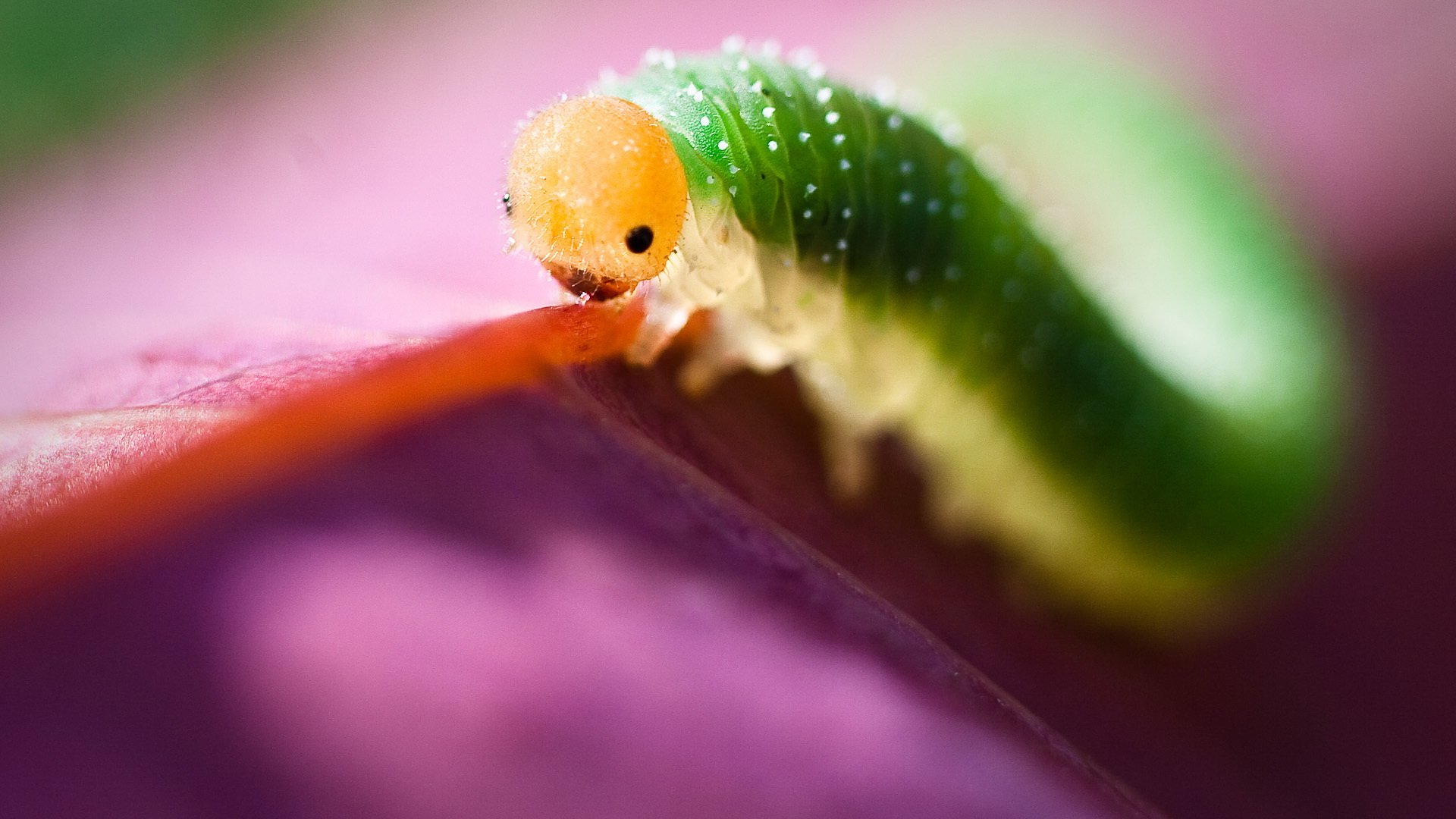 Download Animal Inchworm HD Wallpaper