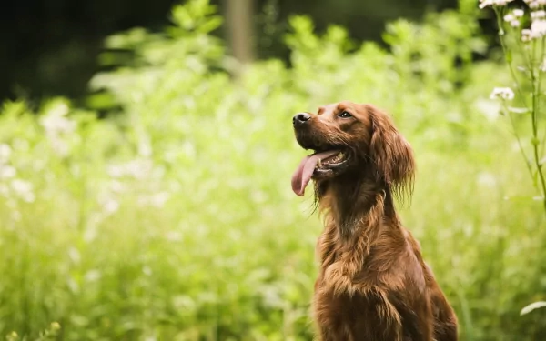 Irish Setter Wallpapers