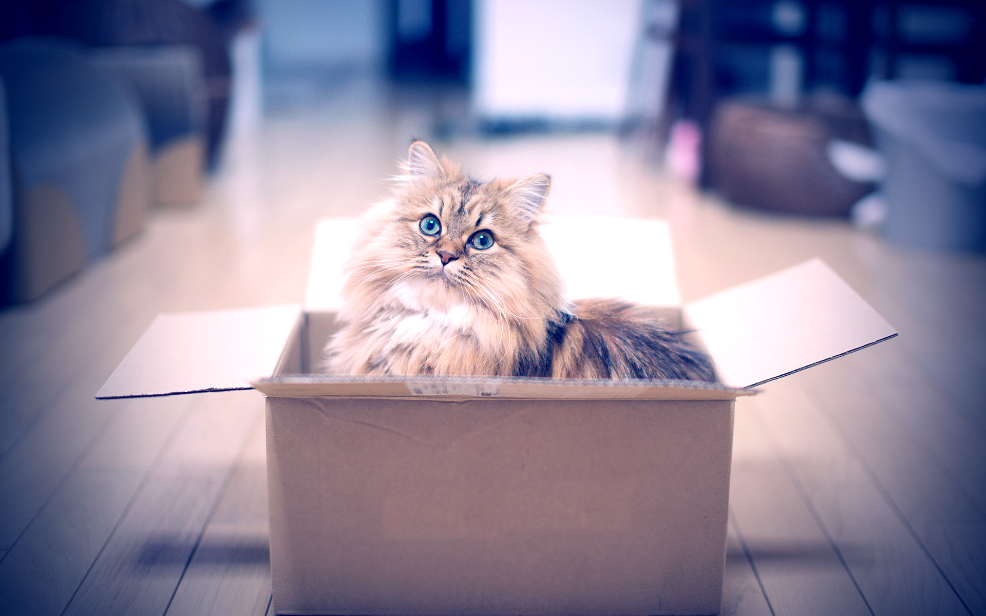 Majestic Cat in a Cozy Box - HD Animal Wallpaper