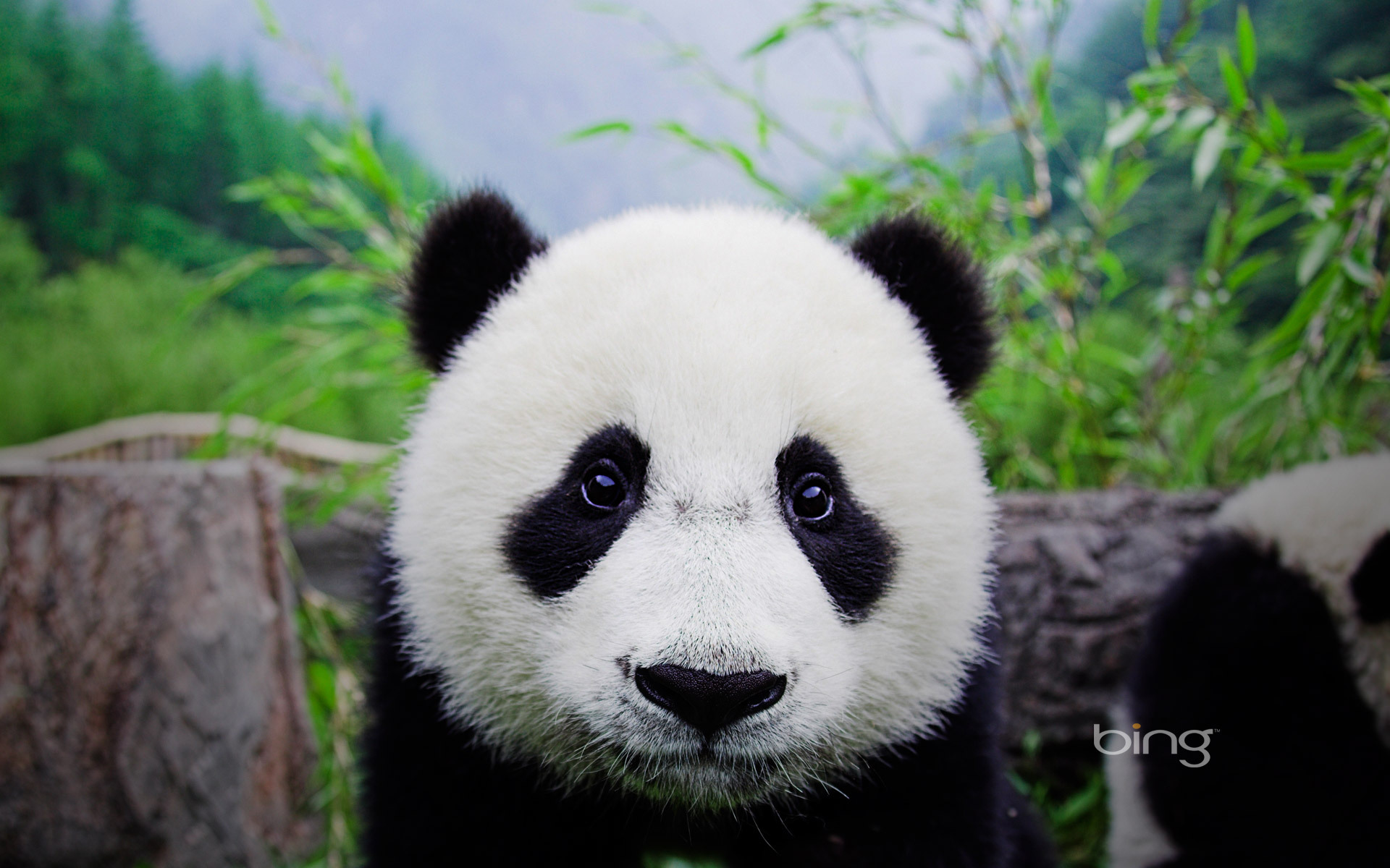 Download Animal Panda HD Wallpaper