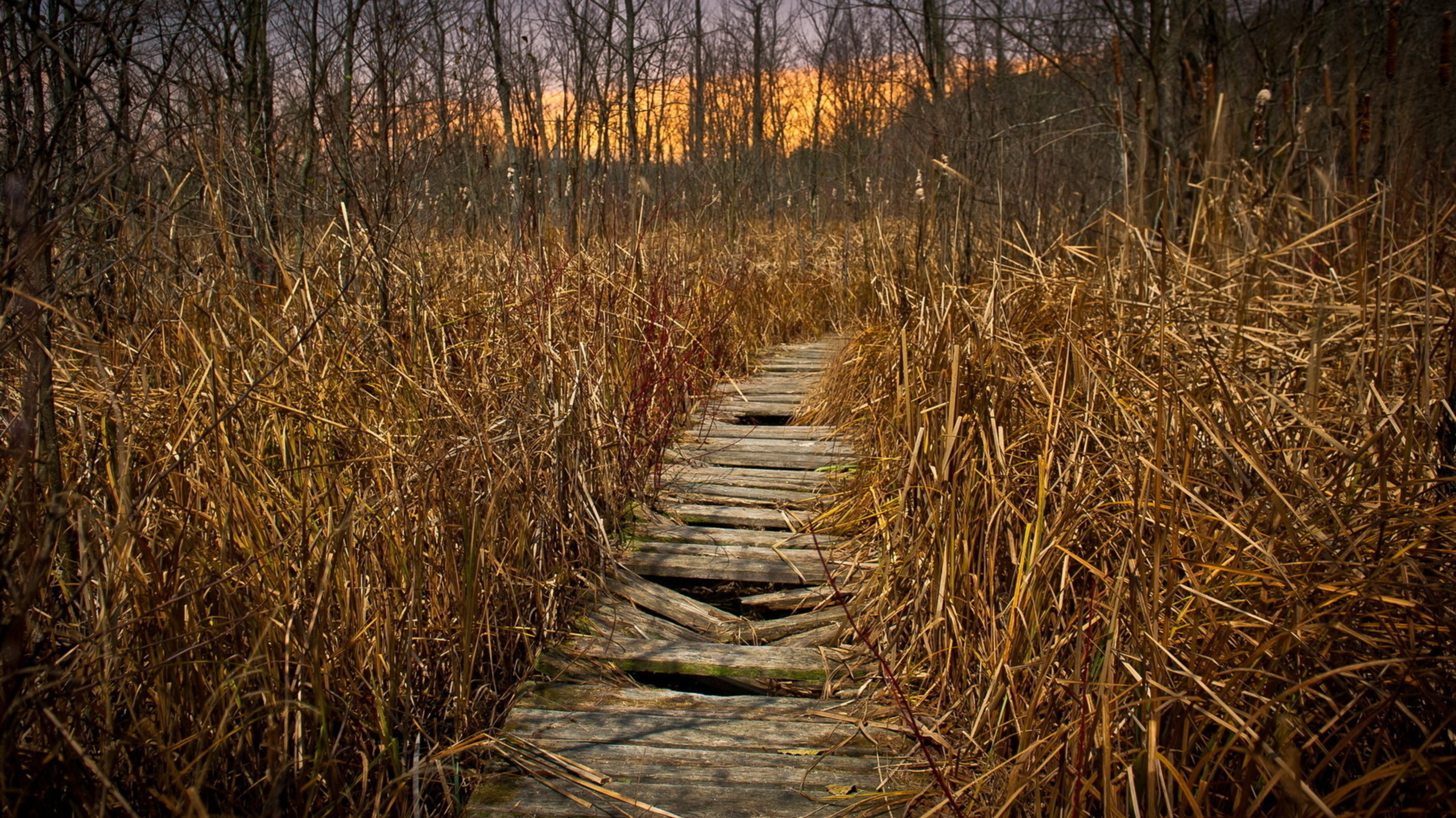 Download Fall Tree Field Wheat Man Made Boardwalk HD Wallpaper