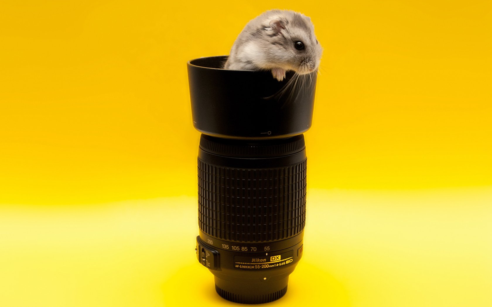 Tiny Mouse atop Camera Lens – HD Animal Wallpaper