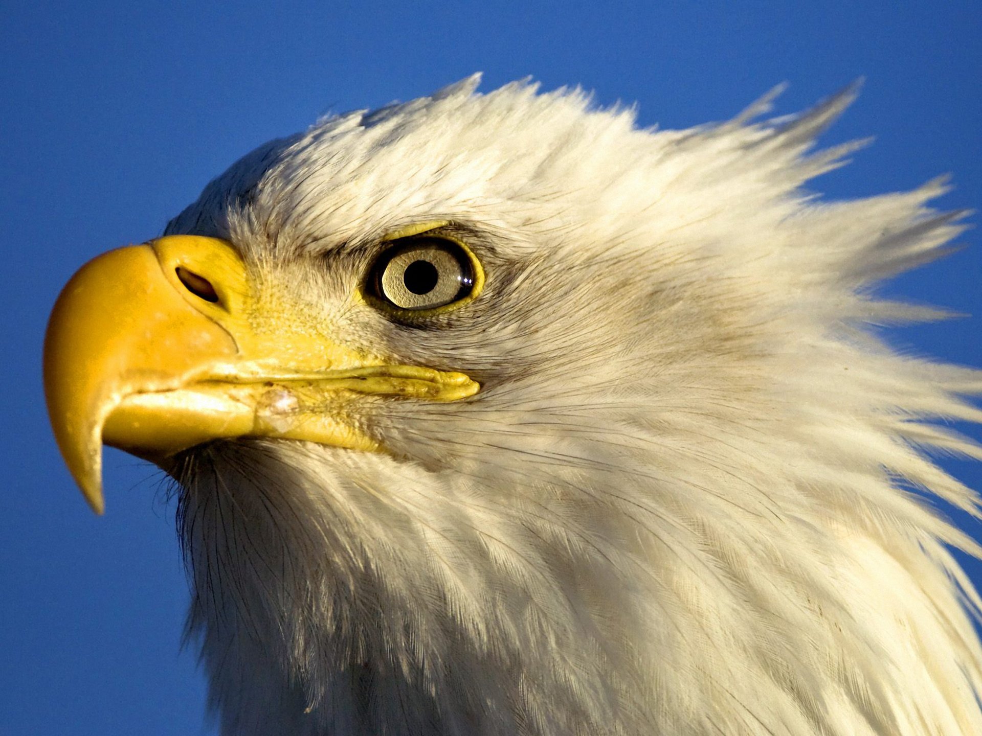 Eagle Majesty HD | Bald Eagle Portrait | Sky Sentinel Wallpaper