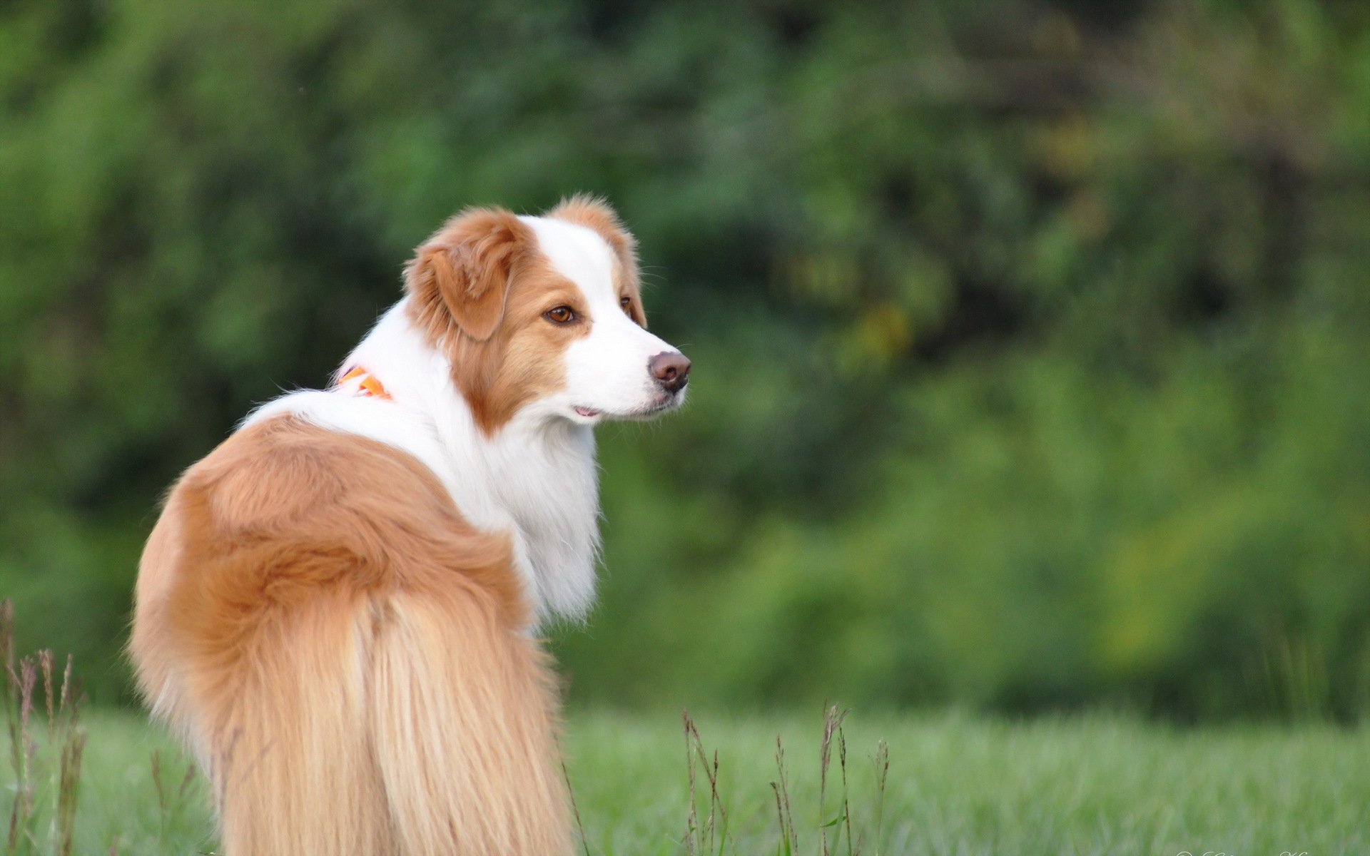 Majestic Dog in Nature | Stunning HD Animal Wallpaper | 1920x1200 ...