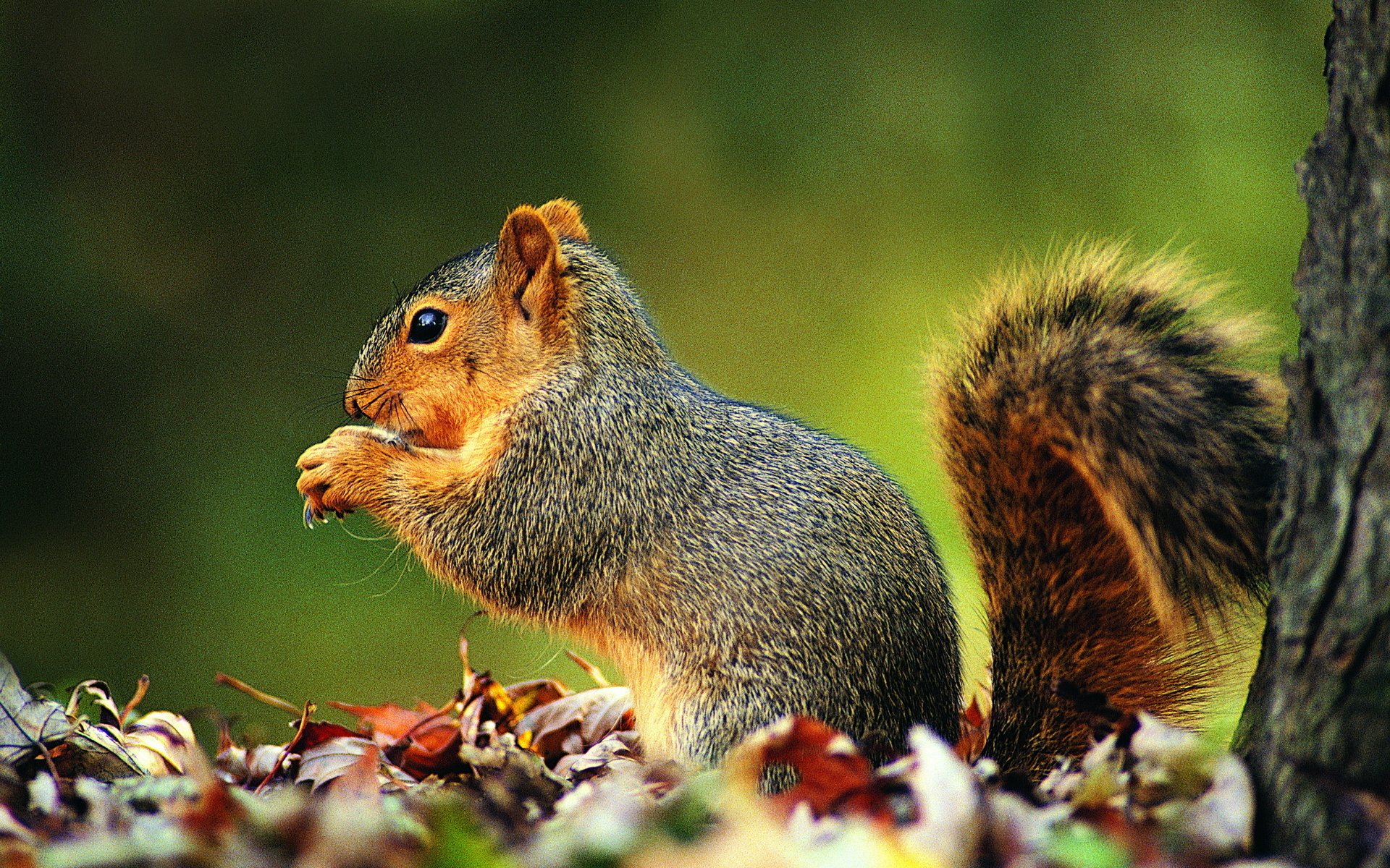 Squirrel HD Wallpaper