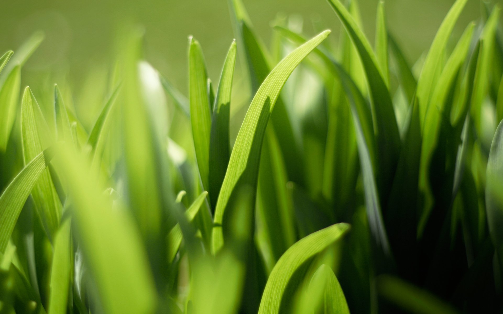 Download Nature Plant HD Wallpaper | 1920x1200 | Wallpaper Abyss
