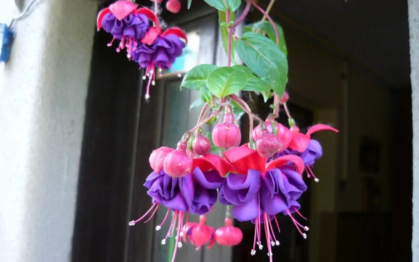 Download Purple Flower Flower Nature Fuchsia Wallpaper