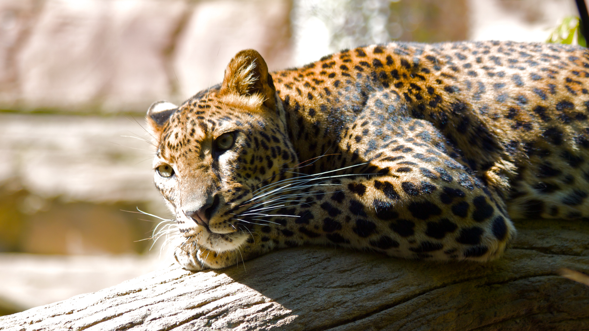 Download Animal Leopard HD Wallpaper