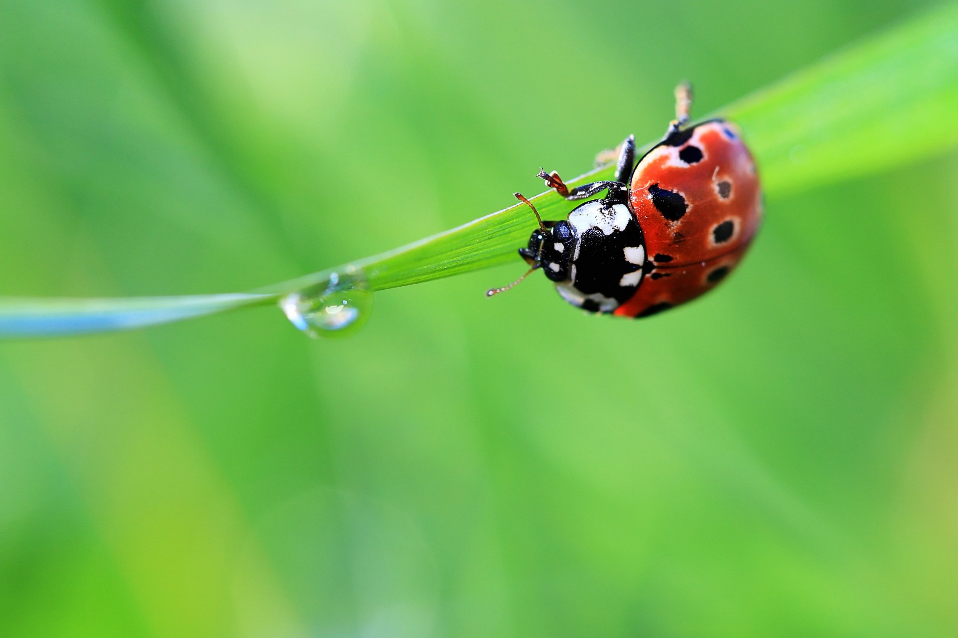 Download Animal Ladybug HD Wallpaper