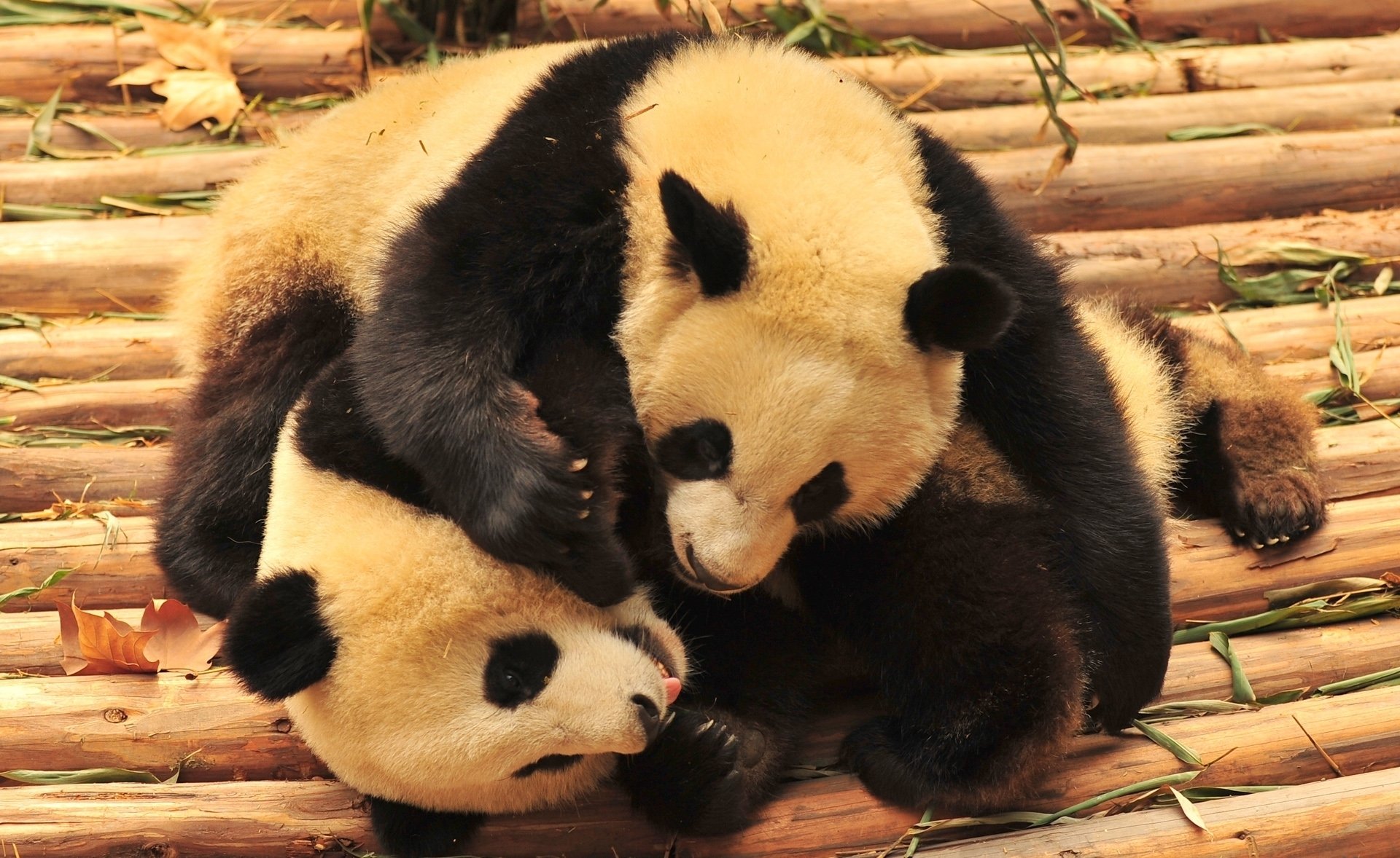 Download Animal Panda HD Wallpaper