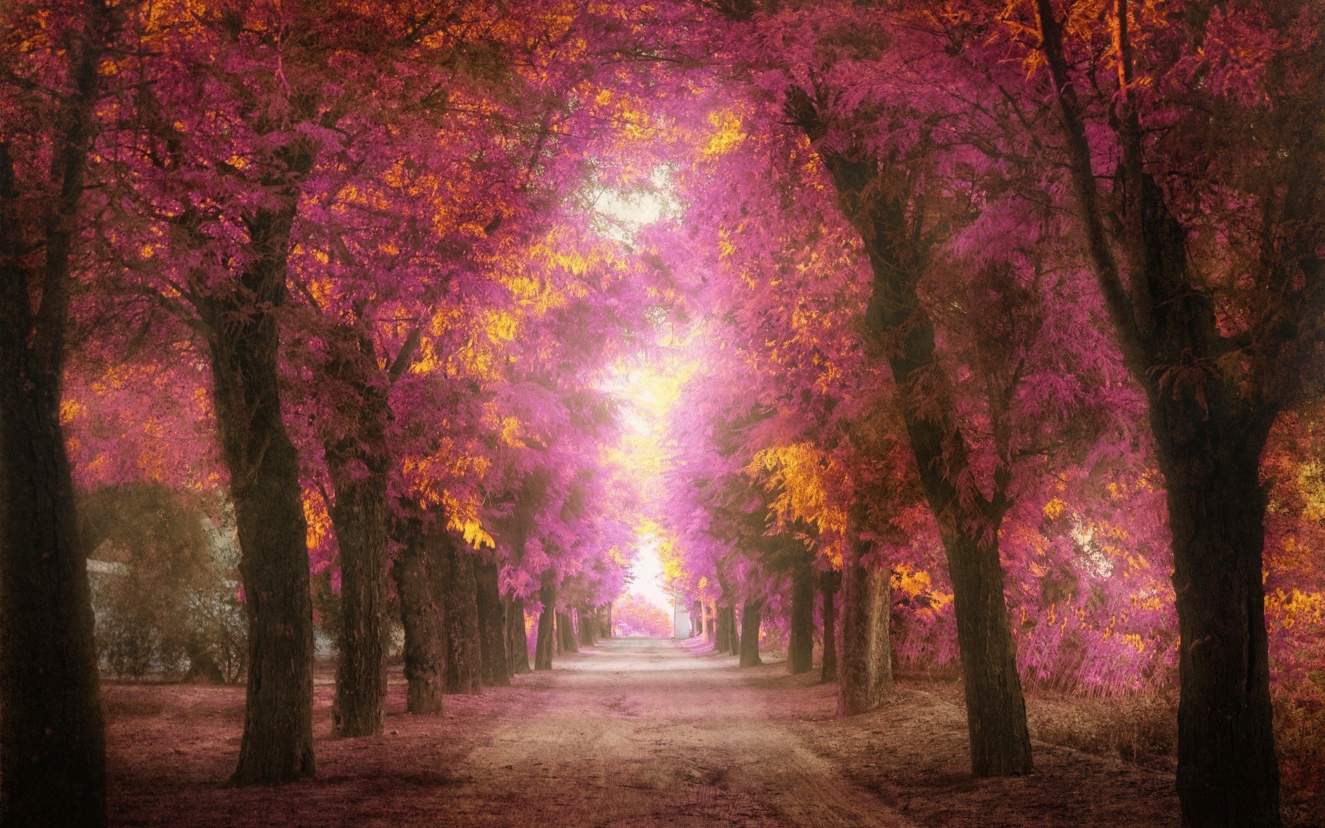 Pink Forest Pathway: Vibrant Nature HD Wallpaper