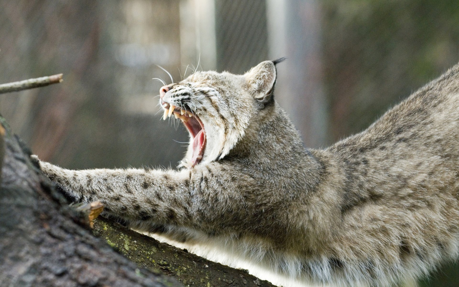 Download Animal Lynx HD Wallpaper
