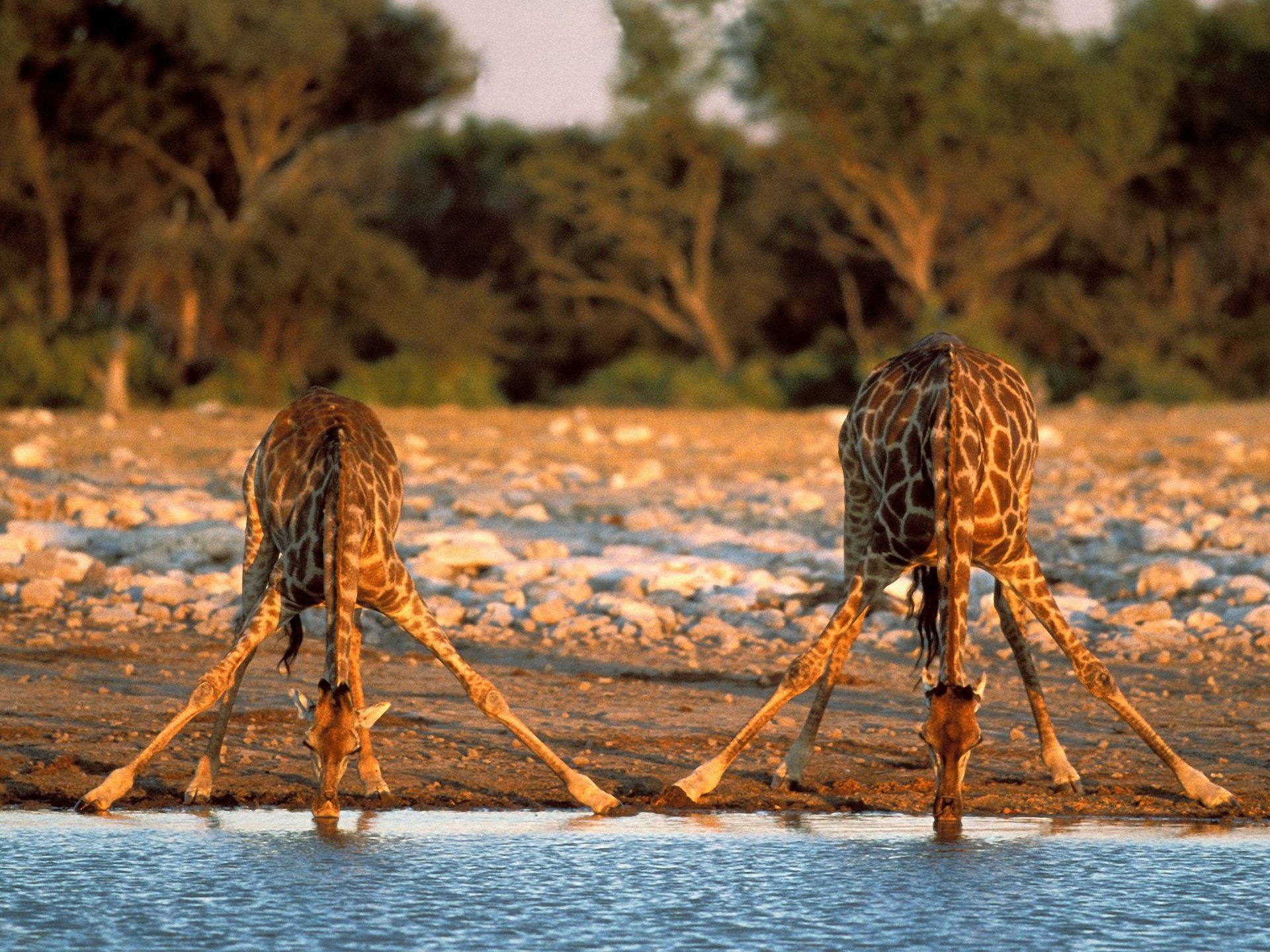 Majestic Giraffes Drinking - HD Wildlife Wallpaper