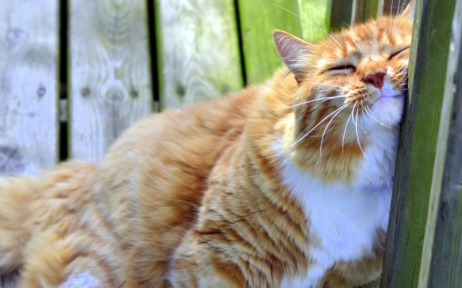 Download Animal Cat HD Wallpaper | 2560x1600 | Wallpaper Abyss