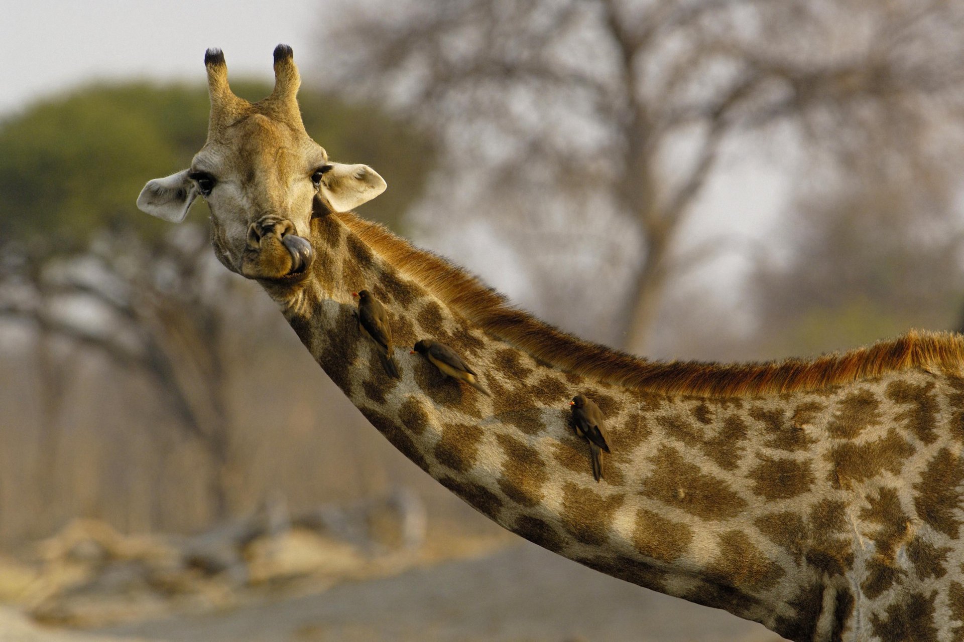 Giraffe HD Wallpaper
