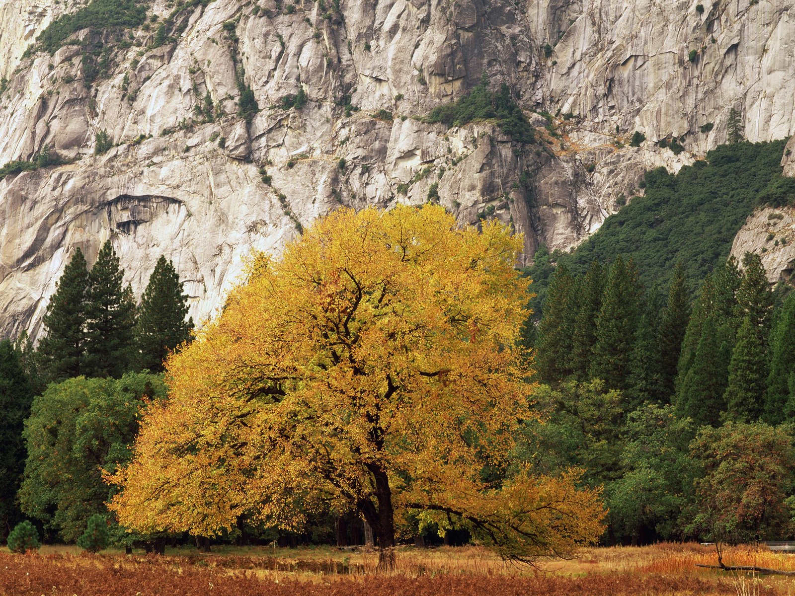 Download Nature Tree Wallpaper