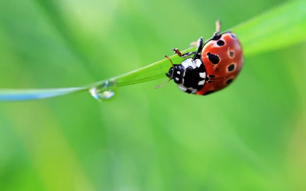 [70+] Ladybug 4k Wallpapers