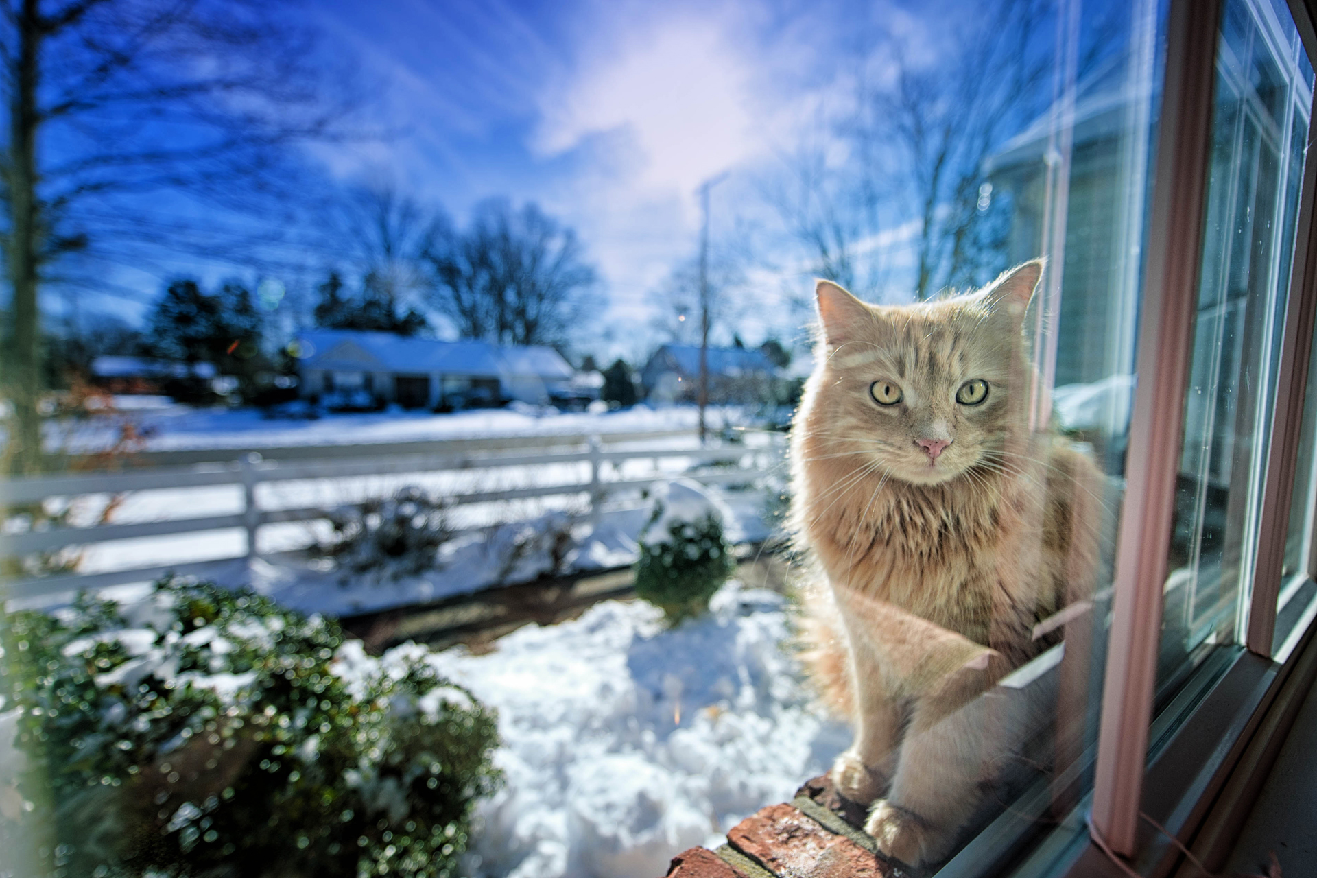 Cozy Cat in Winter Wonderland - HD Wallpaper