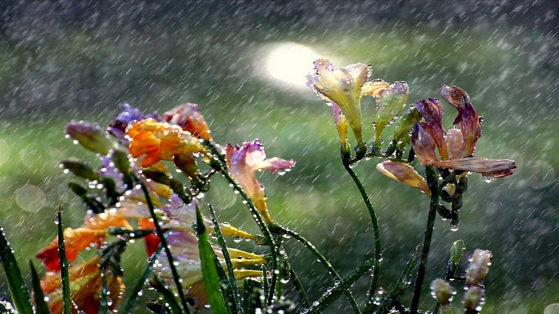 Download Rain Nature Flower HD Wallpaper