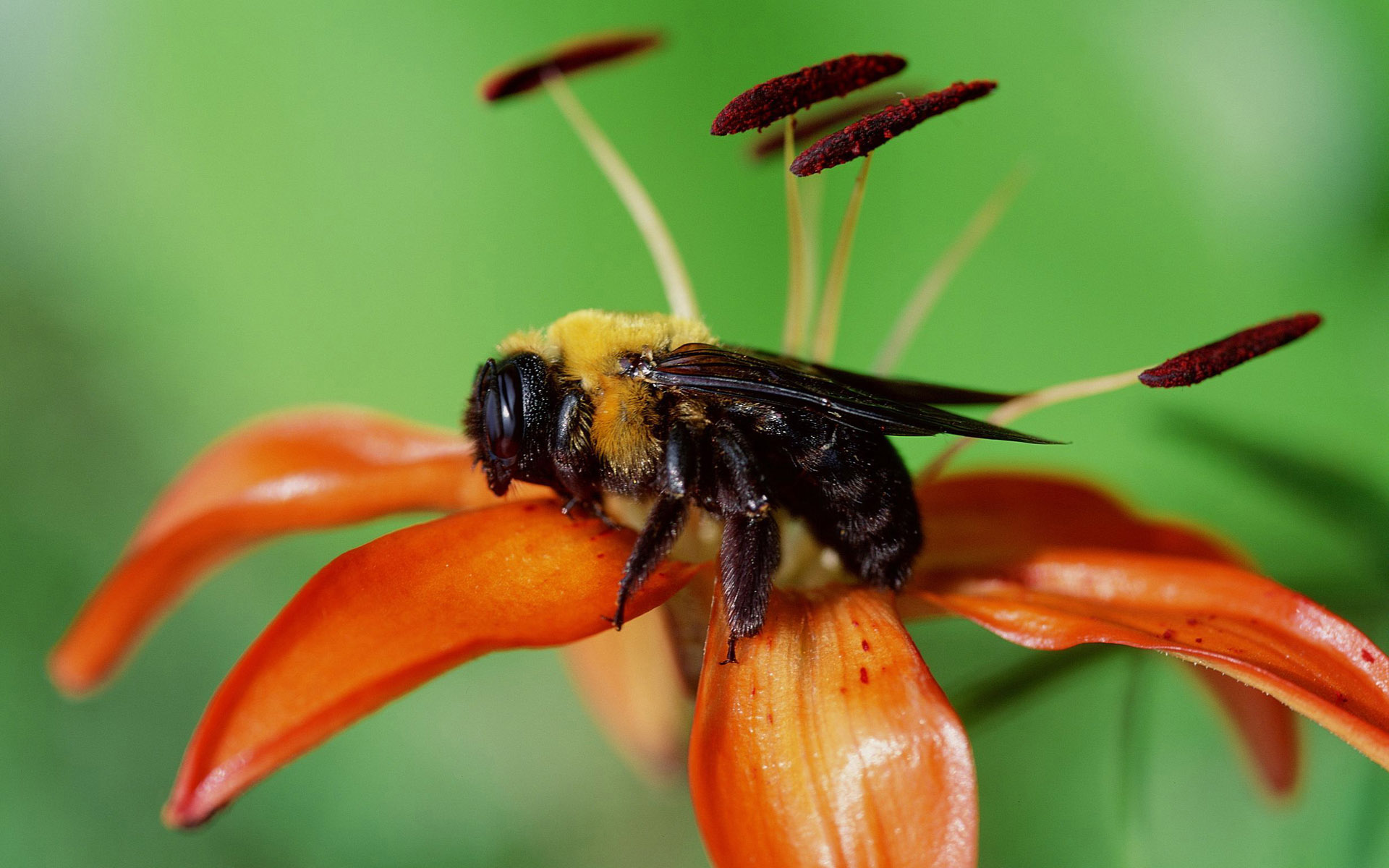 Animal Bee HD Wallpaper