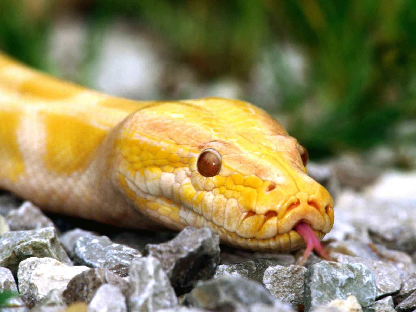 Download Animal Snake Wallpaper