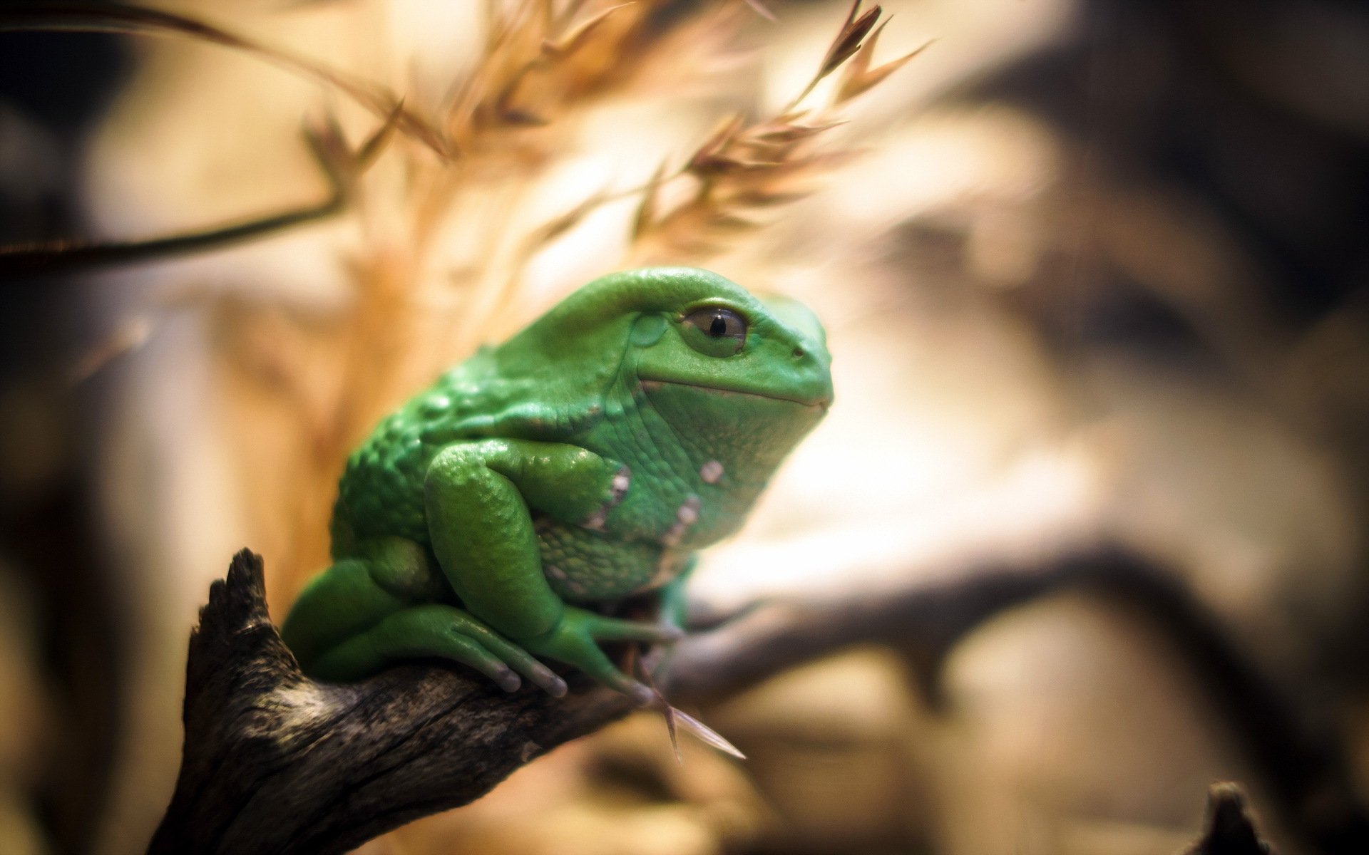 Animal Frog HD Wallpaper