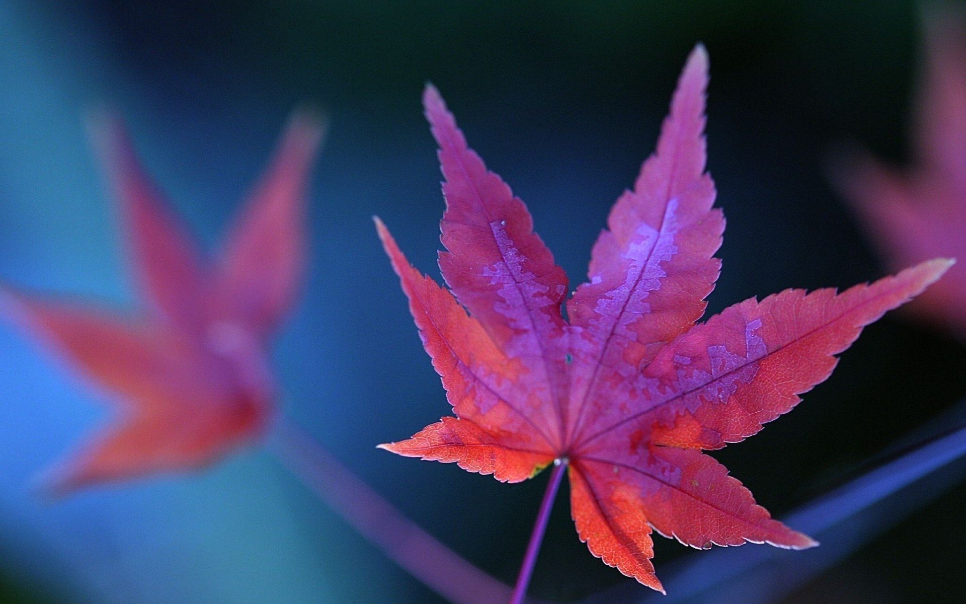 Stunning Nature Leaf HD Wallpaper