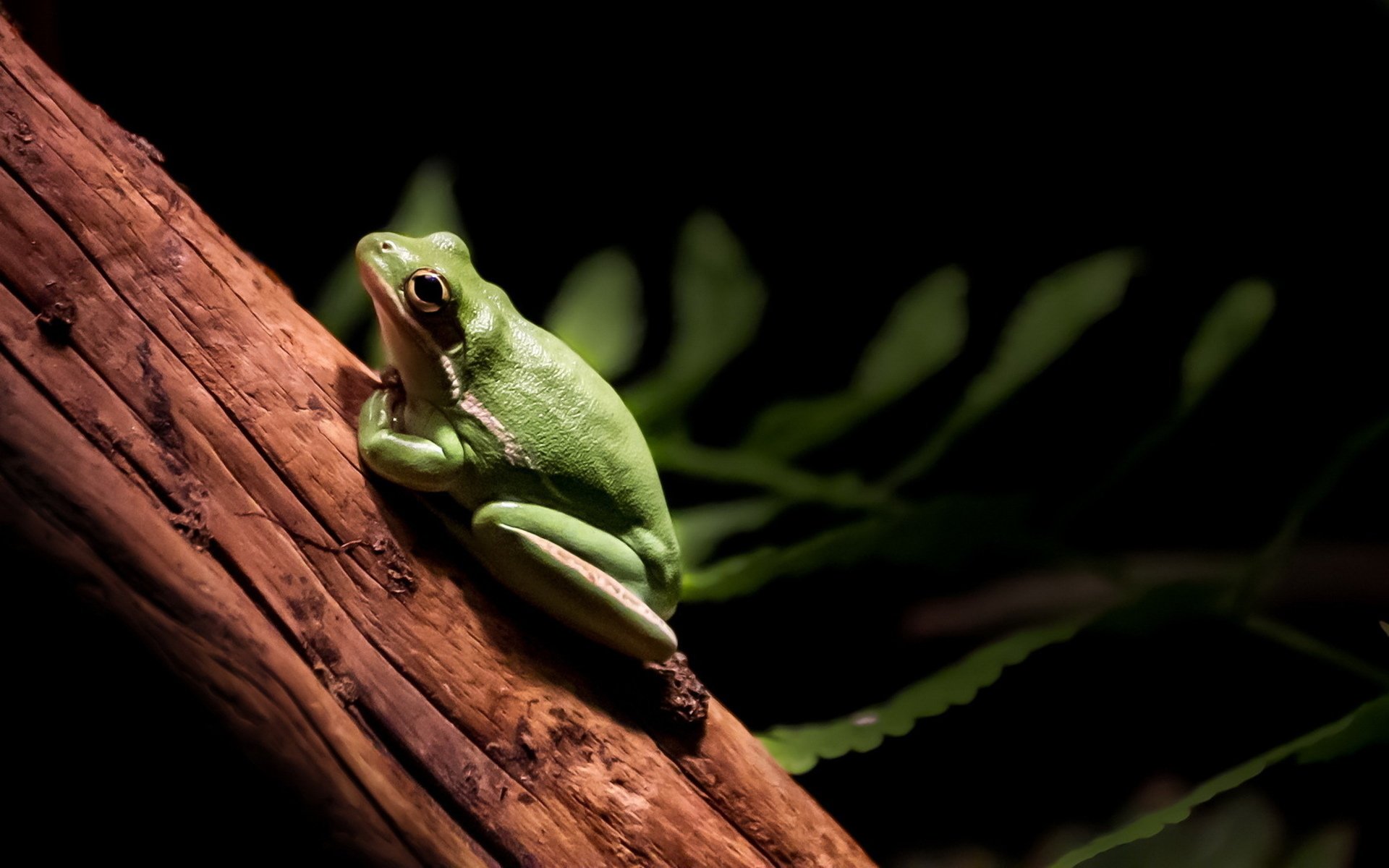 Download Animal Frog HD Wallpaper
