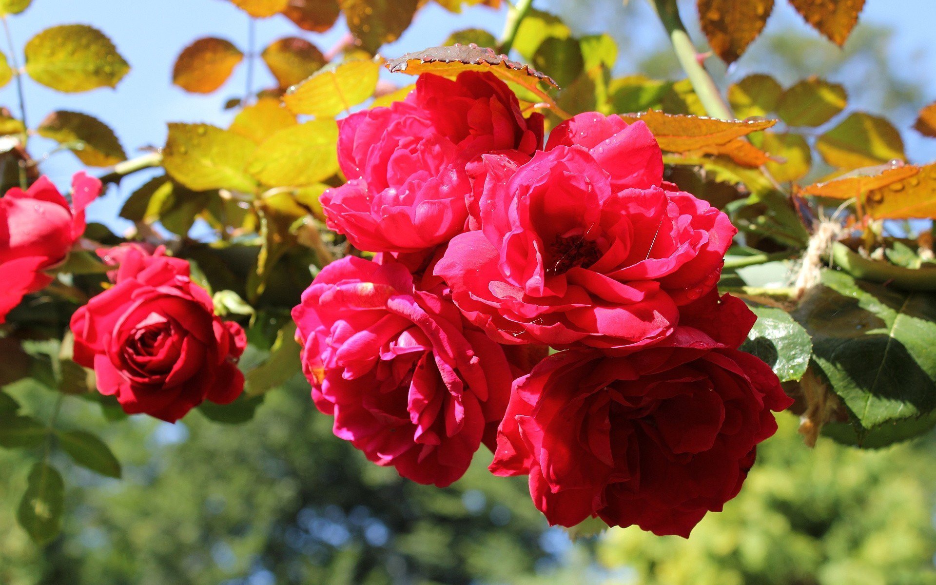 Download Flower Nature Rose HD Wallpaper | 1920x1200 | Wallpaper Abyss