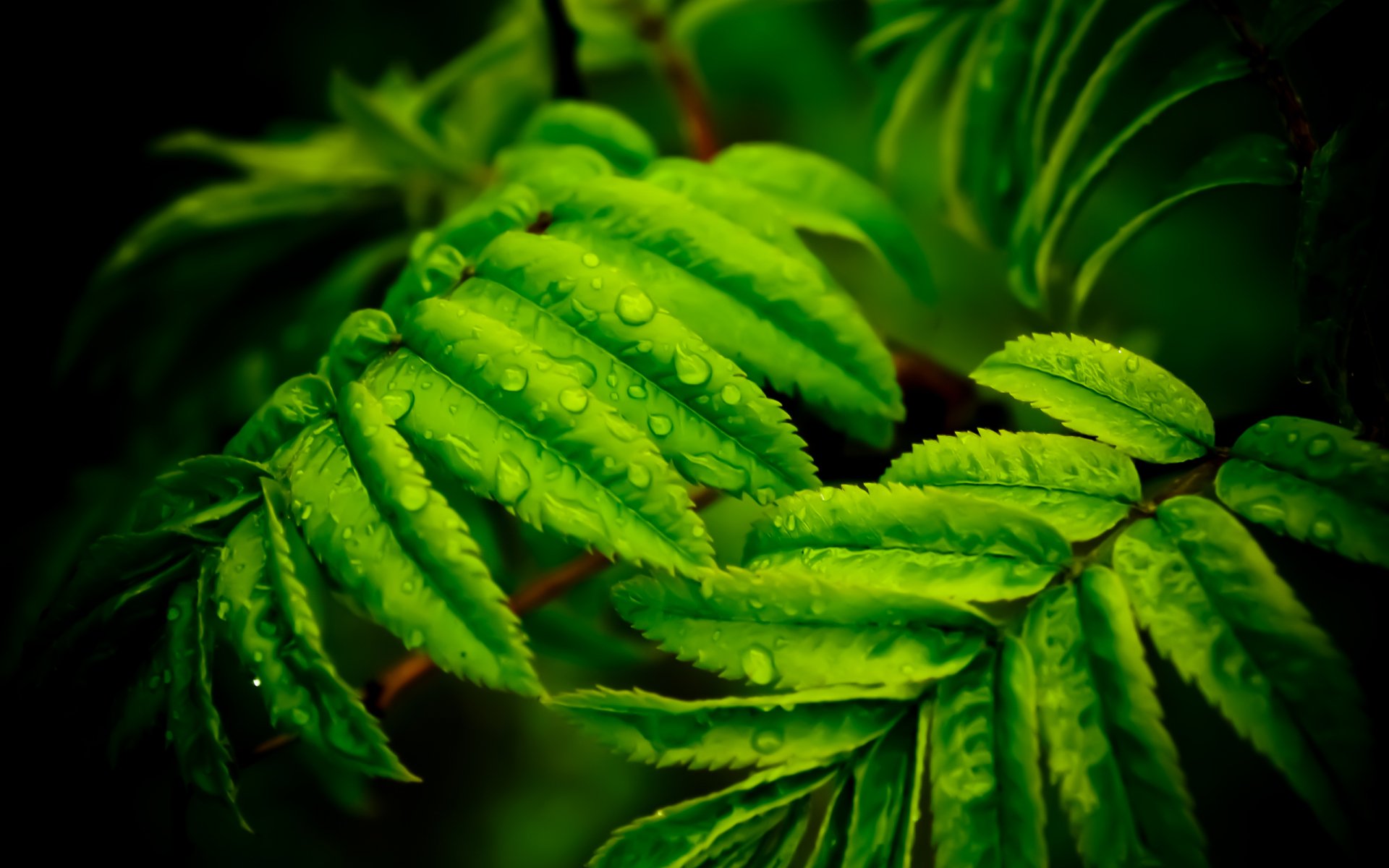Download Nature Leaf HD Wallpaper | 2560x1600 | Wallpaper Abyss