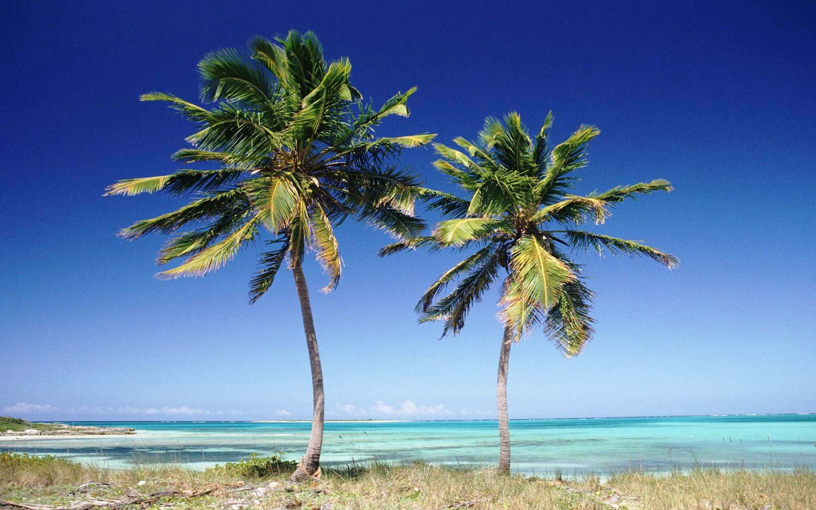 Download Nature Palm Tree Wallpaper
