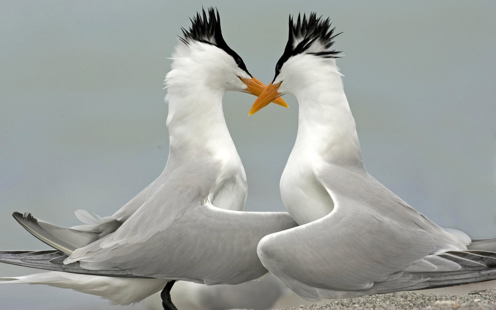 Download Animal Tern HD Wallpaper