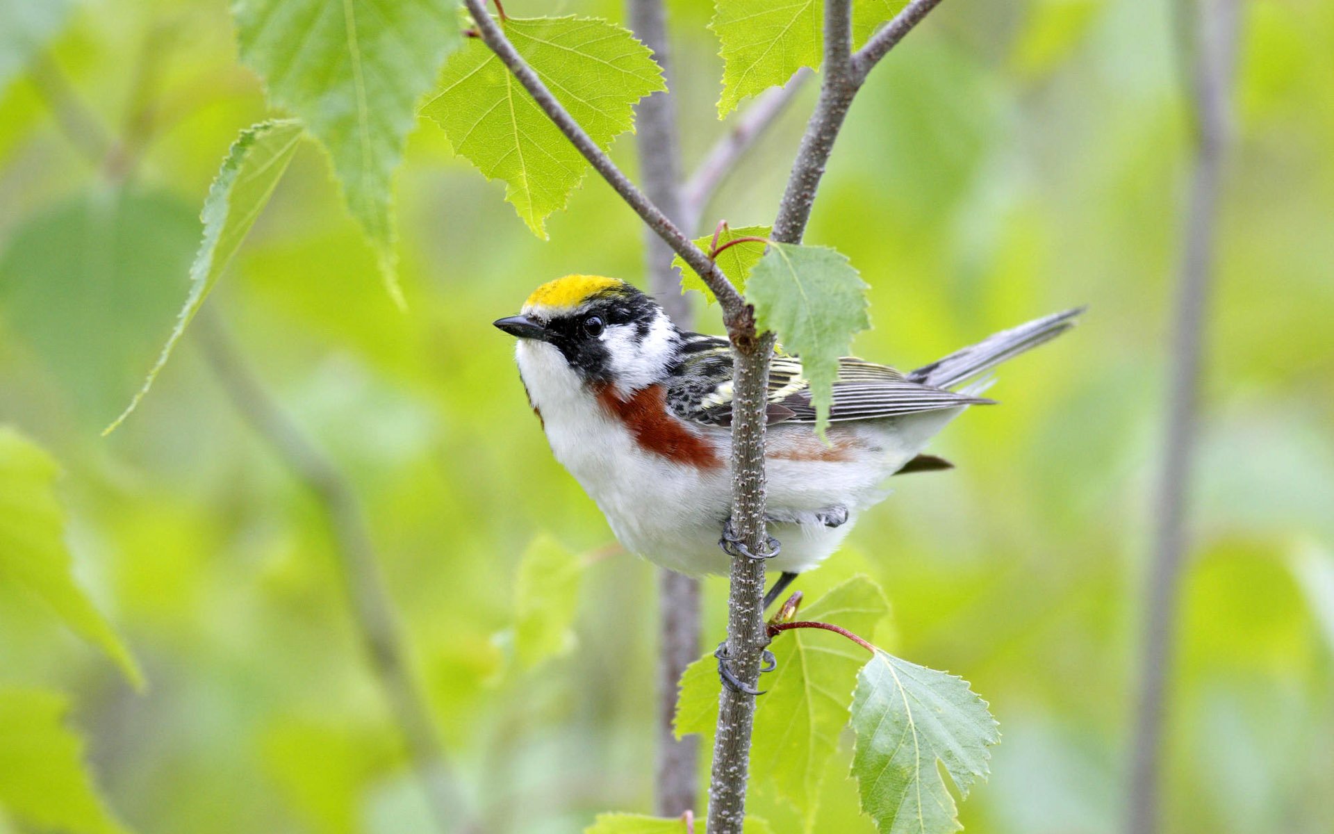 Free Bird Photos Download