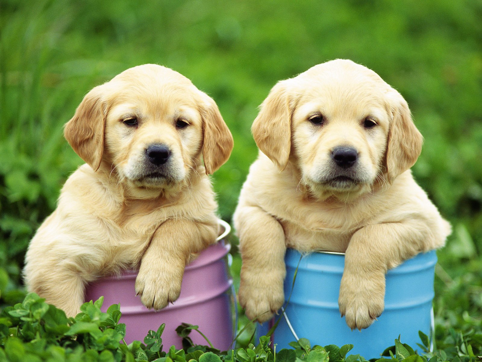 Puppy Duo HD Wallpaper - Adorable Animal Pair | 1600x1200 | Wallpaper Abyss