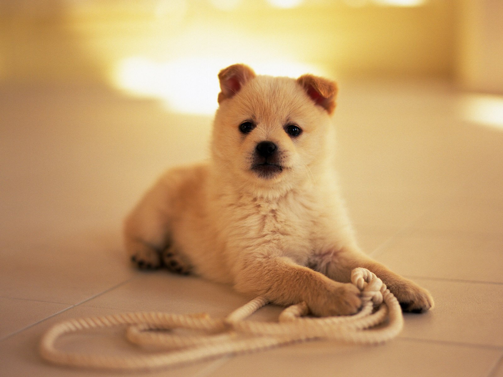Download Animal Puppy Wallpaper | 1600x1200 | Wallpaper Abyss