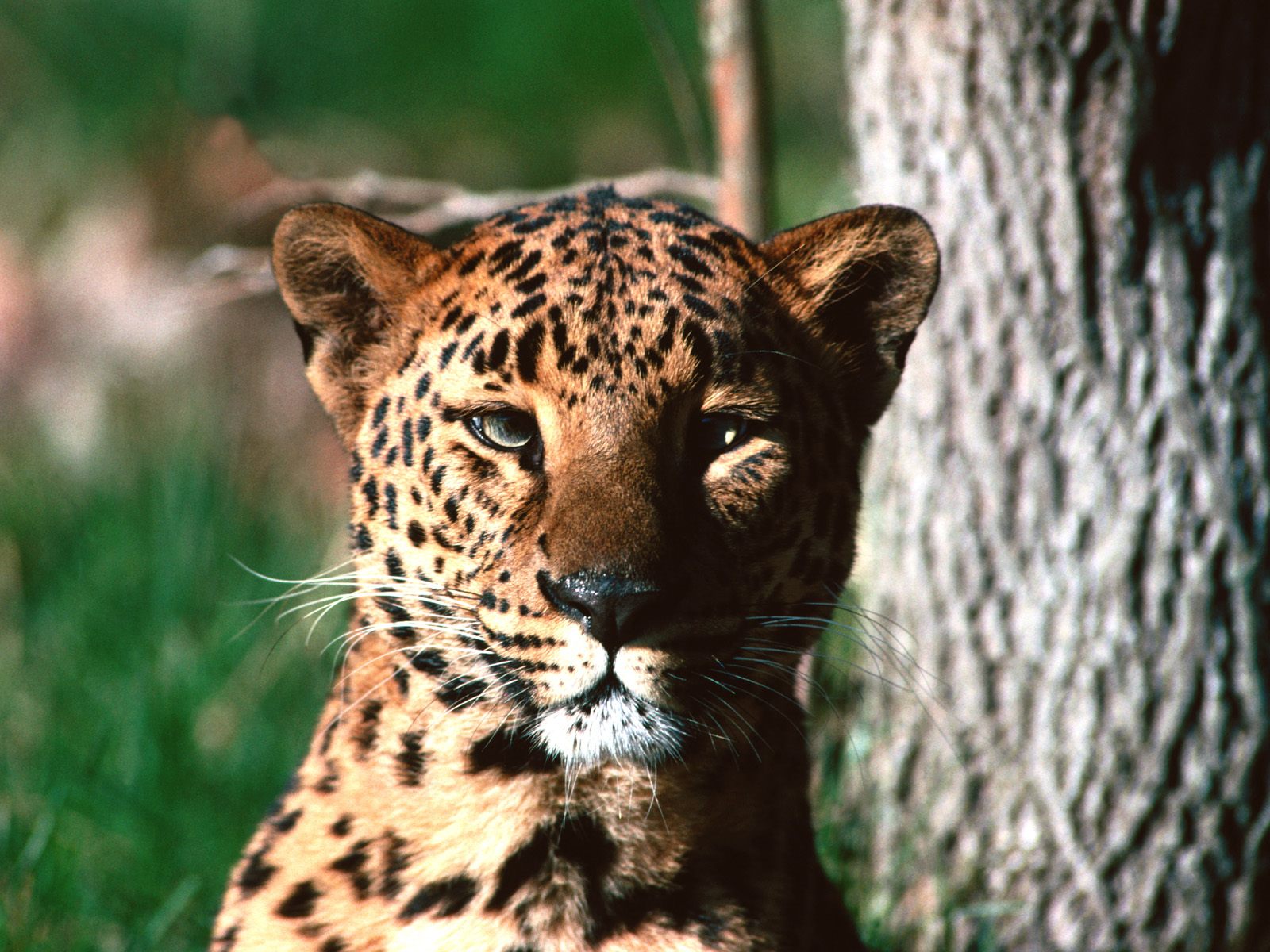 Download Animal Leopard Wallpaper