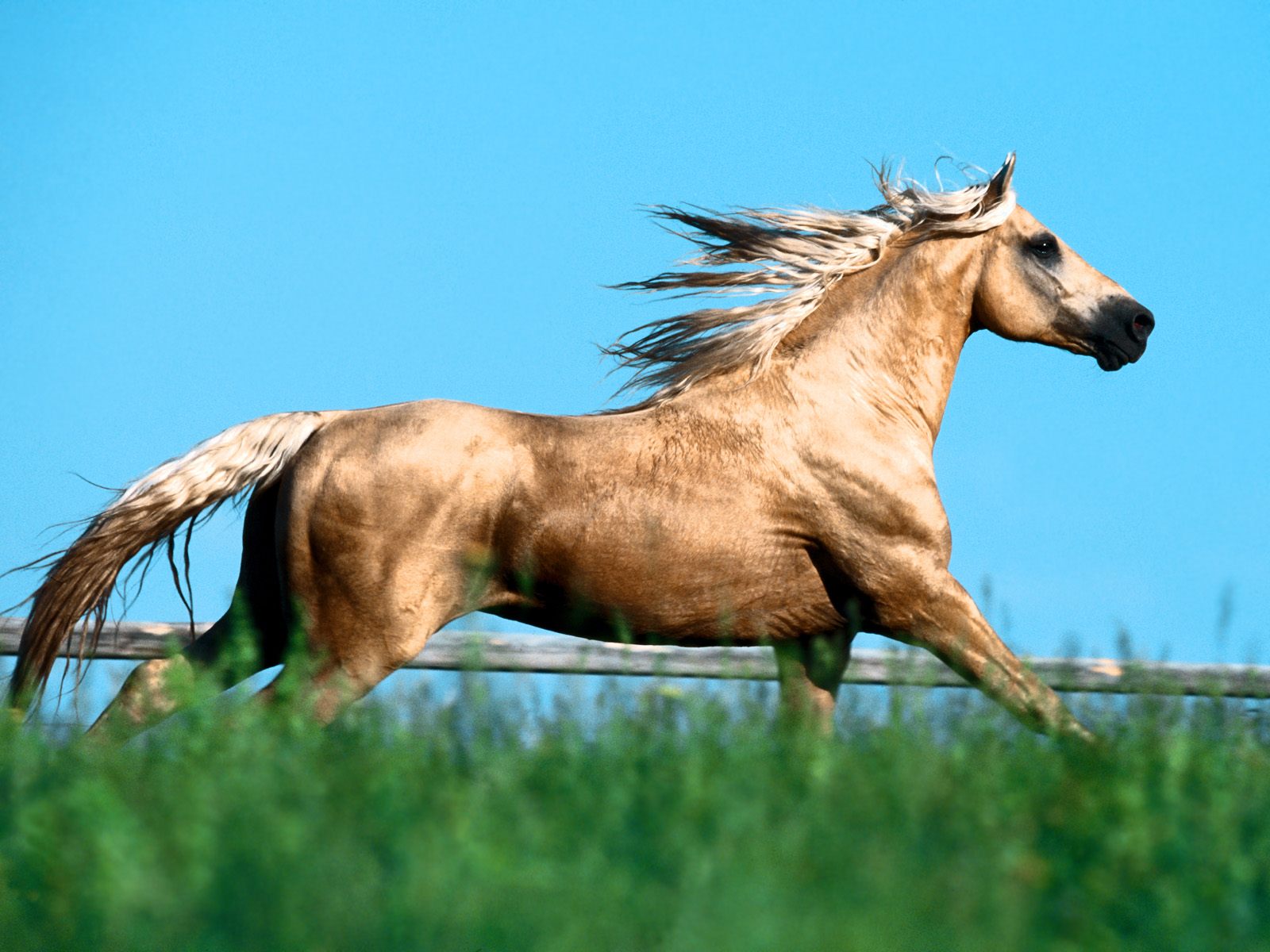 Download Animal Horse Wallpaper