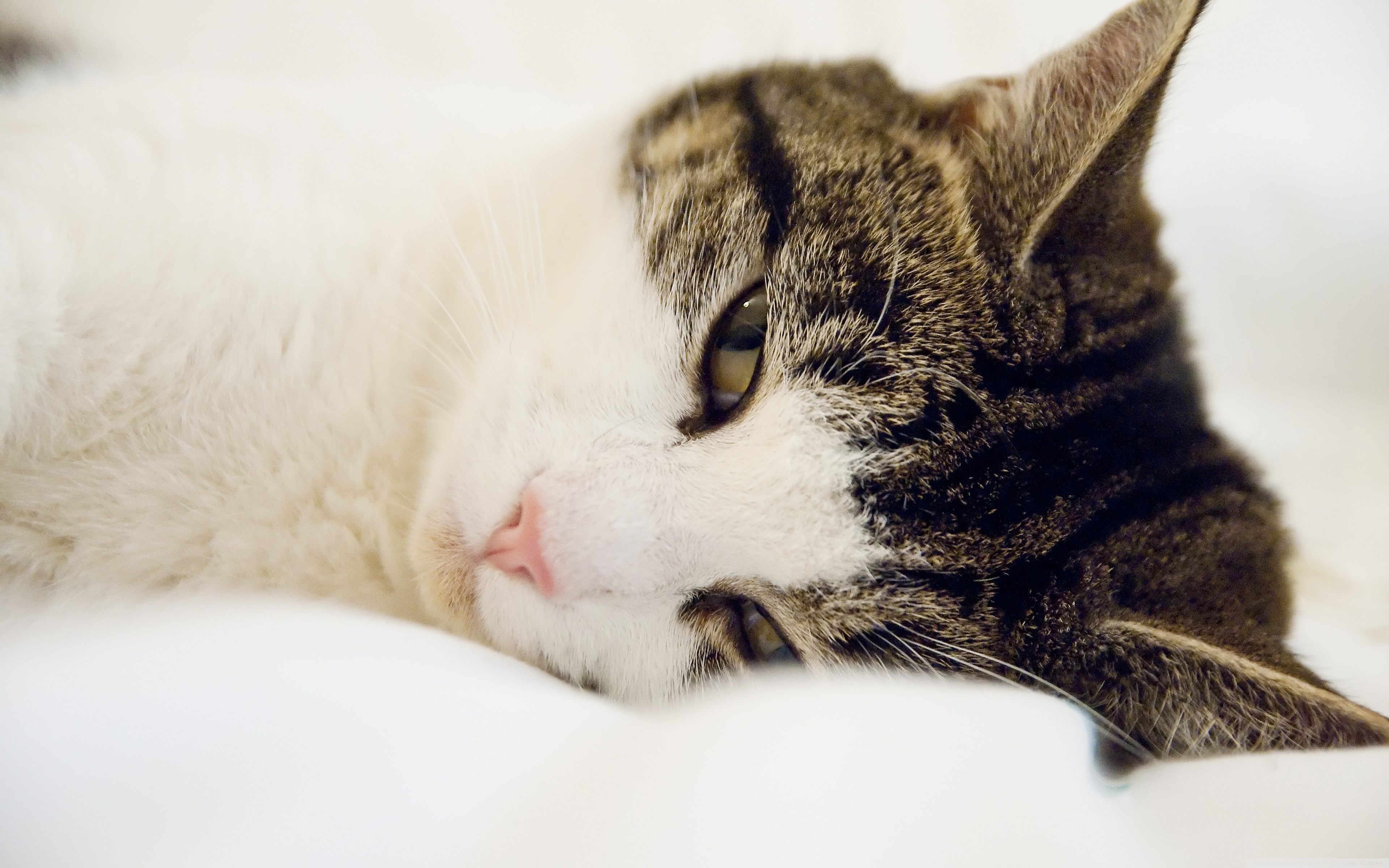 Download Animal Cat 4k Ultra HD Wallpaper