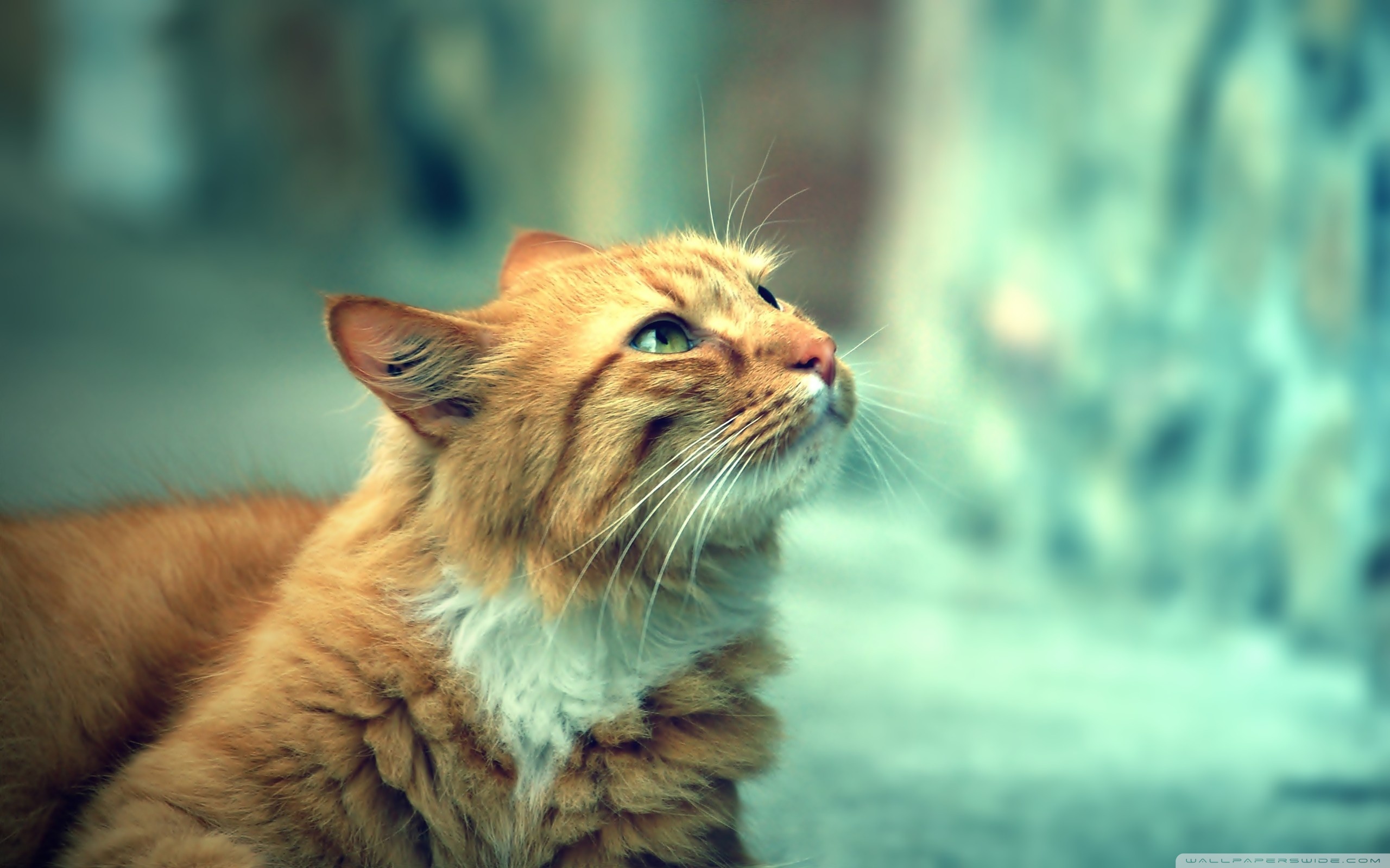 Download Animal Cat HD Wallpaper